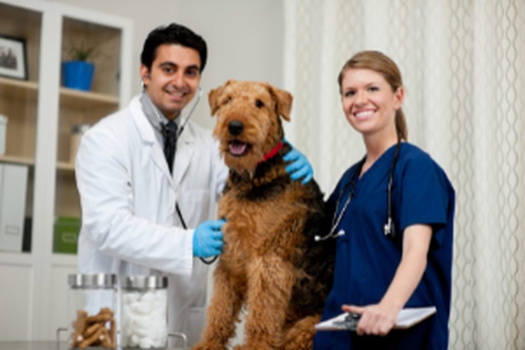 Veterinarian Jobs in Canada: Guide for Foreign Vets in 2022
